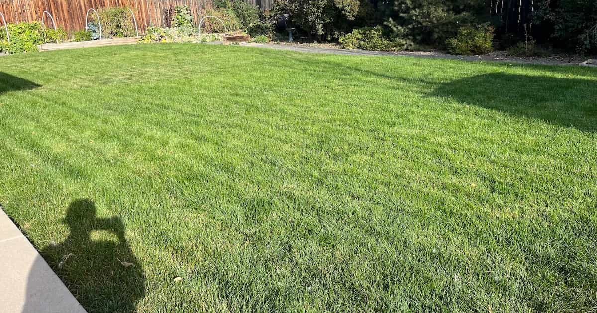 Sunday Lawn Care Reviews Sunday Lawn Care