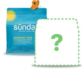 Grass Seed | Sunday Lawn Care